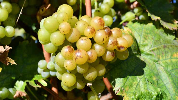 I'm picking grapes, I'm choosing tamjanika - Савез винара и виноградара ...